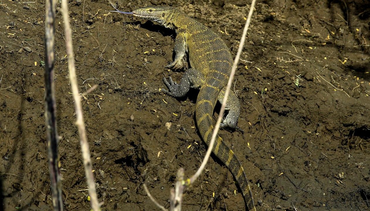 What are Nile monitors? Florida’s newest invasive species