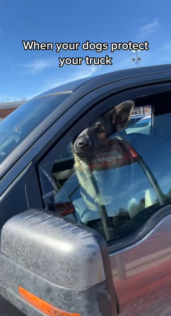 Best car alarm ever German shepherd edition