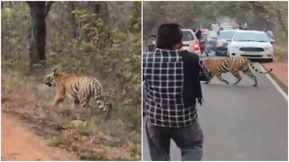 People follow tiger for pictures near Tadoba, video triggers massive ...