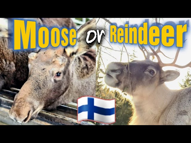 Kissed by a moose & meeting Santa's little helpers - Moose Manor Finland