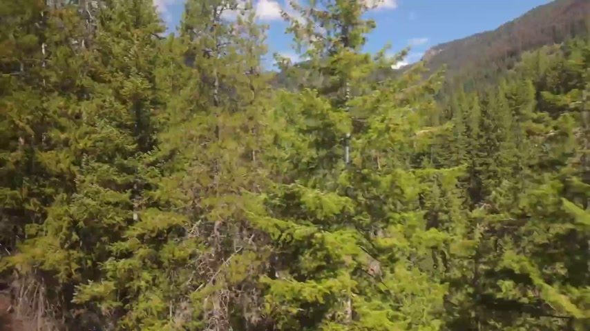 Epic bear adventures from Miami to Alaska