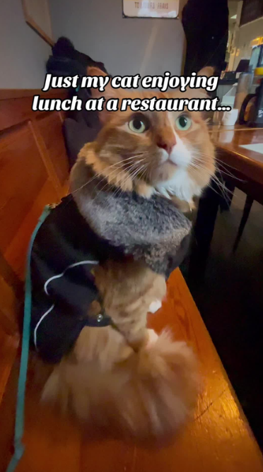 We are back: restaurant moment with cats everyone loves