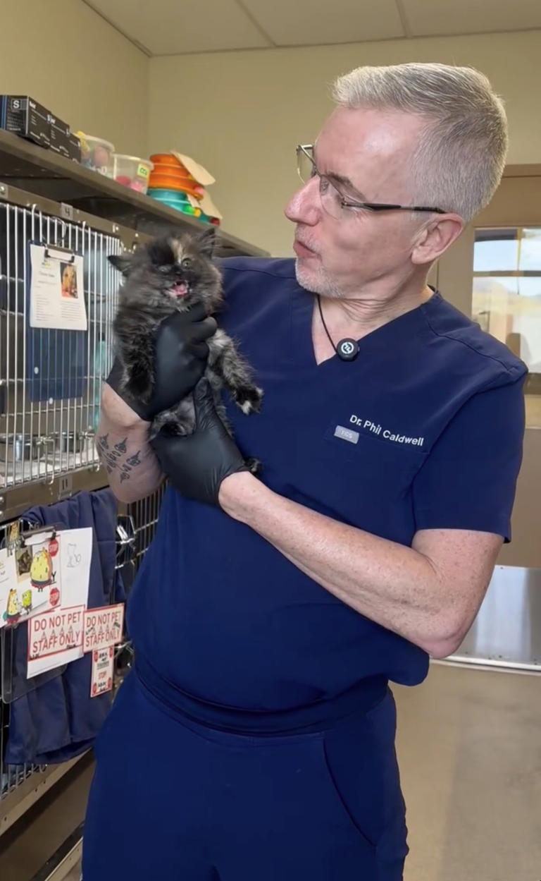Viral puff kitten that suffers from bizarre medical condition finally ...