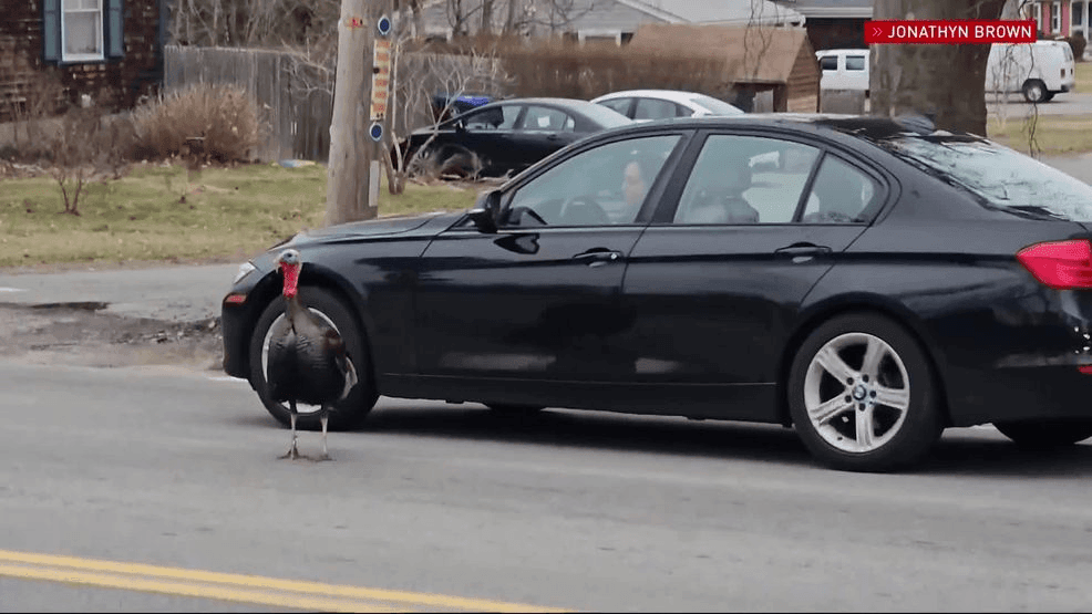 Department of Environmental Management to relocate Gravy the turkey to ...