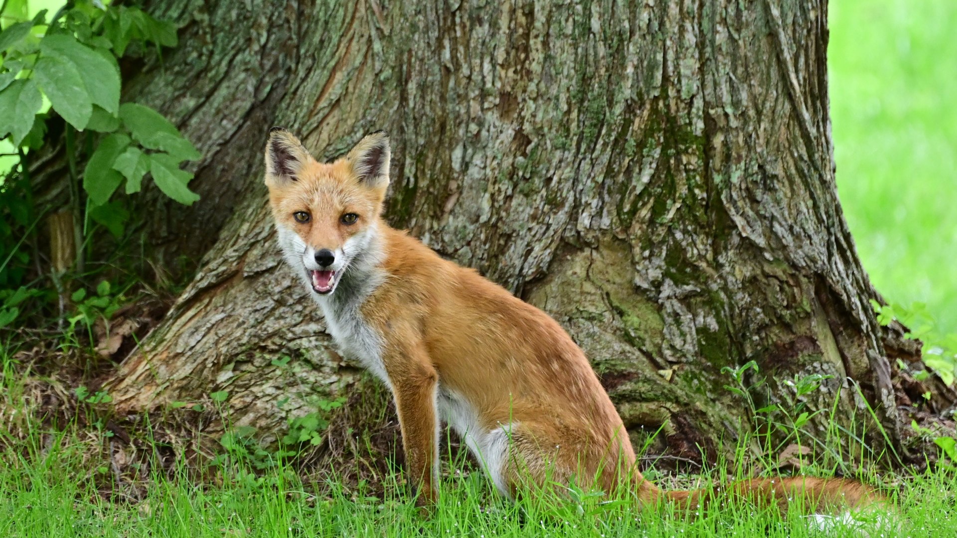This red fox hid on a cargo ship for a 3,000-mile trip to New York