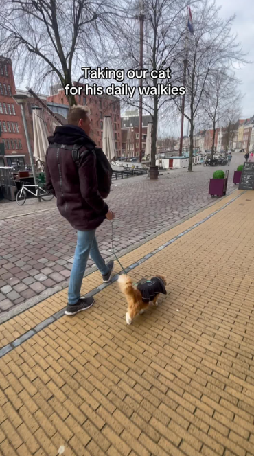 The simple cat moments that make a day better