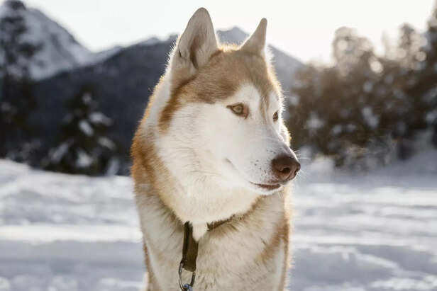 Alaskan malamute: A powerful breed built for frozen landscape