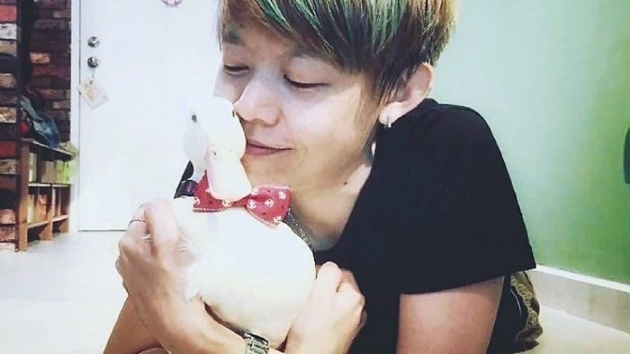 Woman hatches duck egg she got from restaurant, ends up with best pet ever