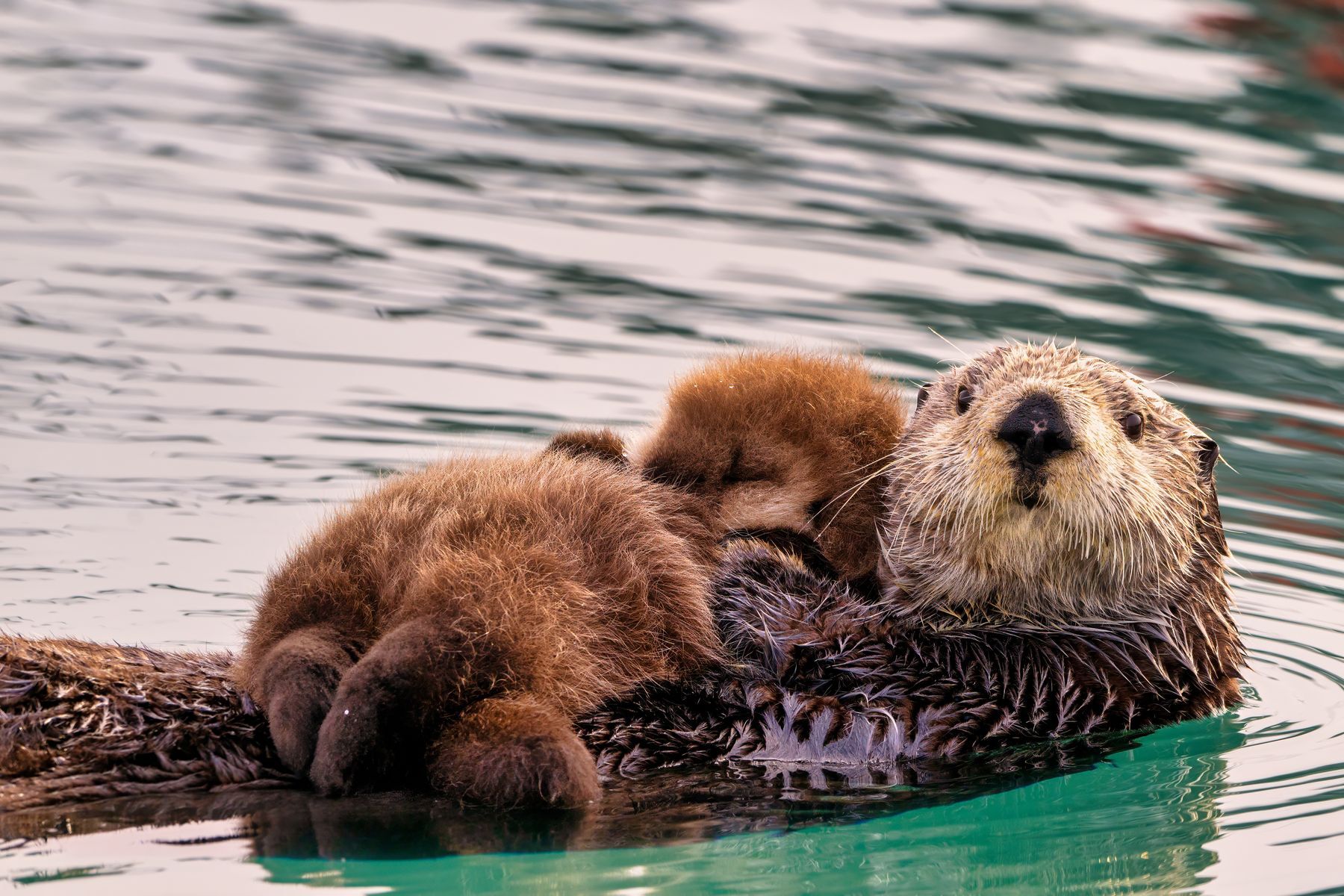 20 strange animal facts for curious minds