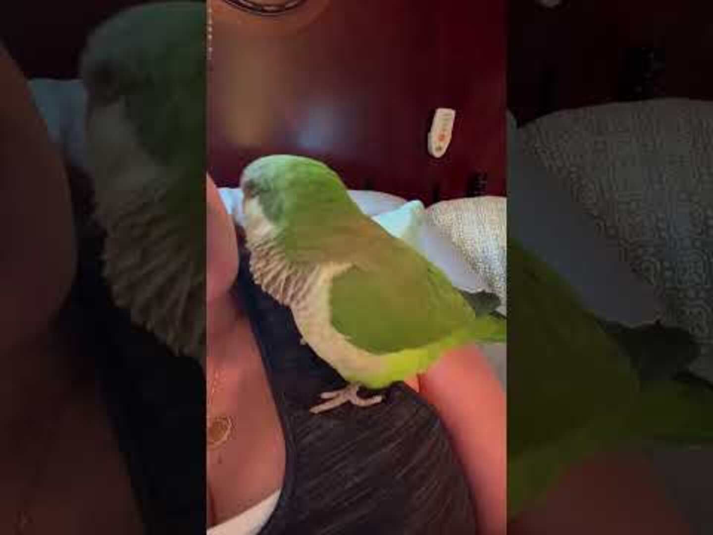 Parrot argues with owner