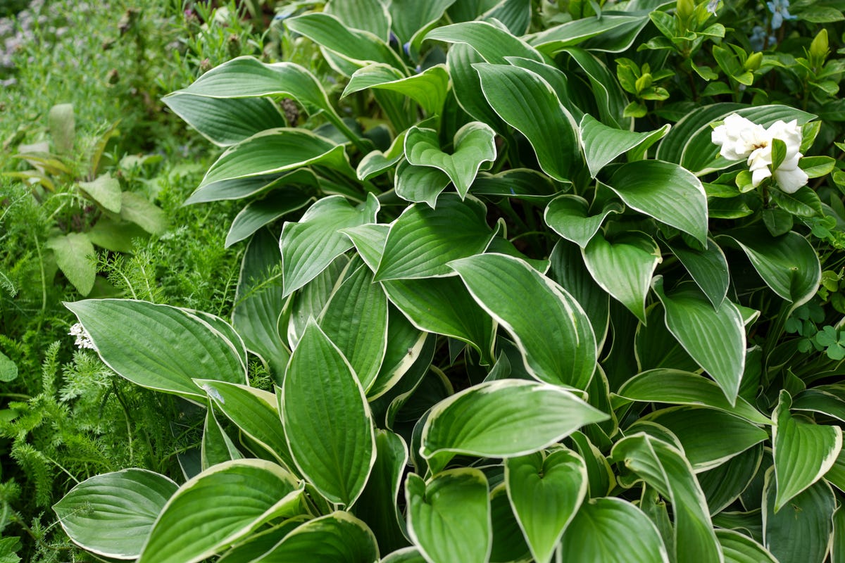 15 plants that actually grow under trees (even in dry shade)