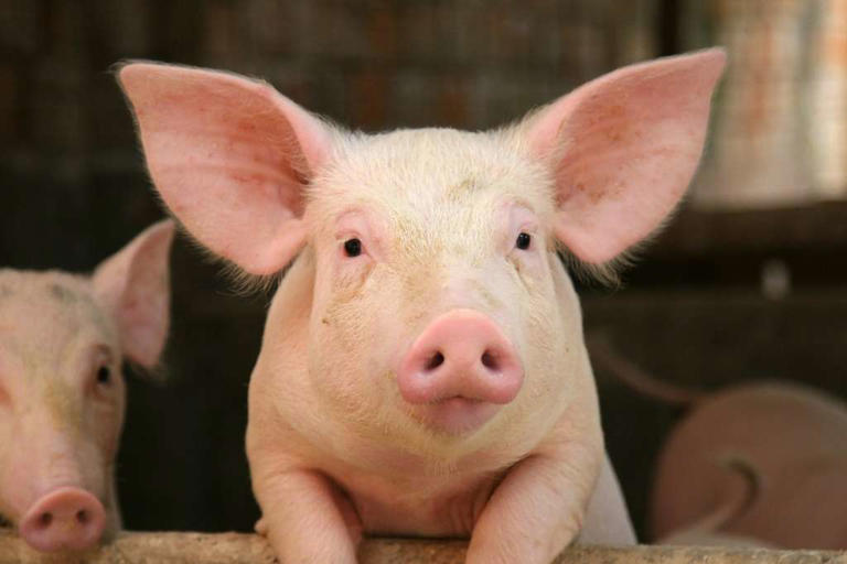 Ce que les grognements du cochon révèlent sur son intelligence va vous ...
