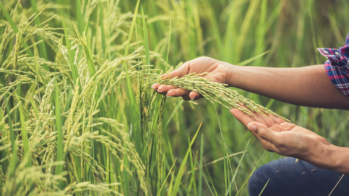 Contributi agricoltura 2026, definiti i saldi PAC. Ecco quando arrivano ...
