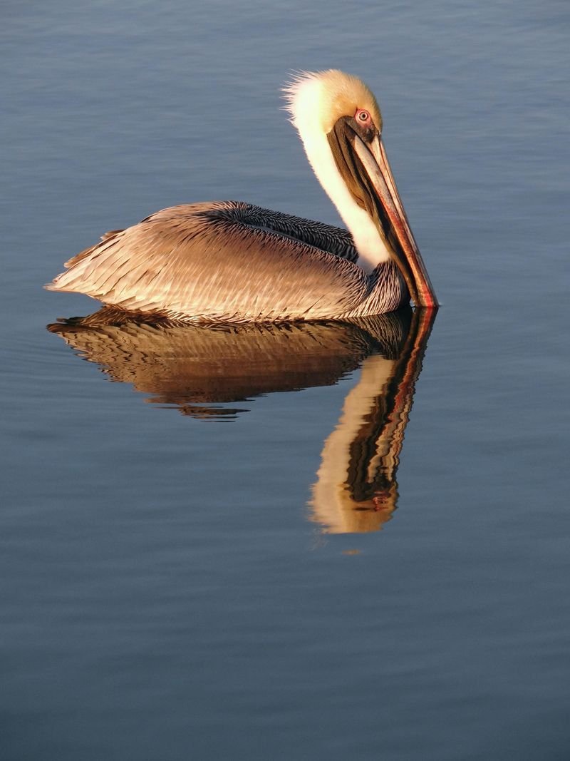 This 1,127-acre wildlife refuge in Virginia is home to over 400 species ...