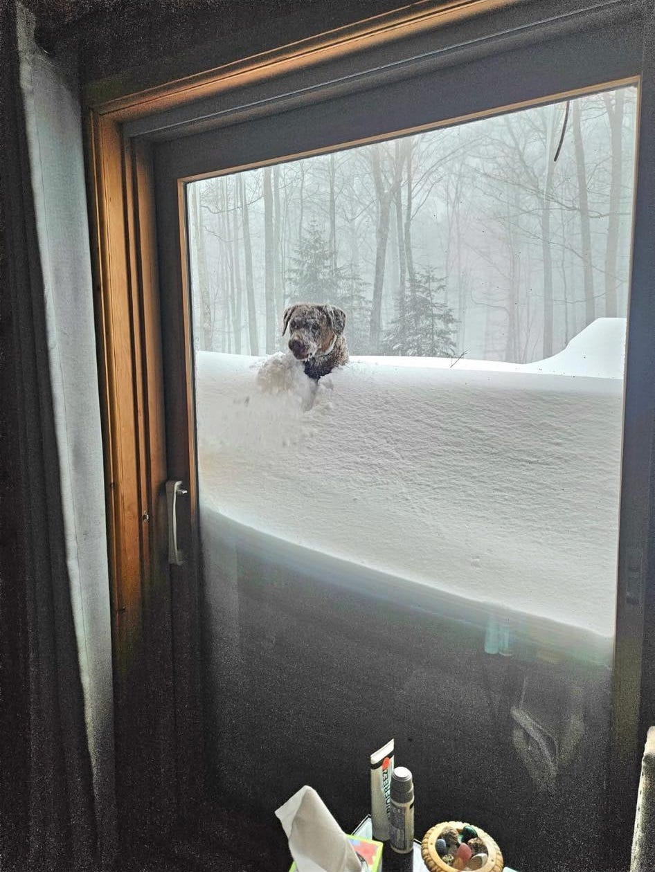 Dog travels through several feet of snow in Michigan's UP blizzard