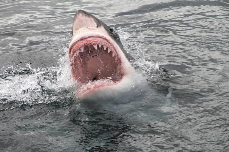 Horror death of diver eaten alive by shark 'as big as submarine' at ...
