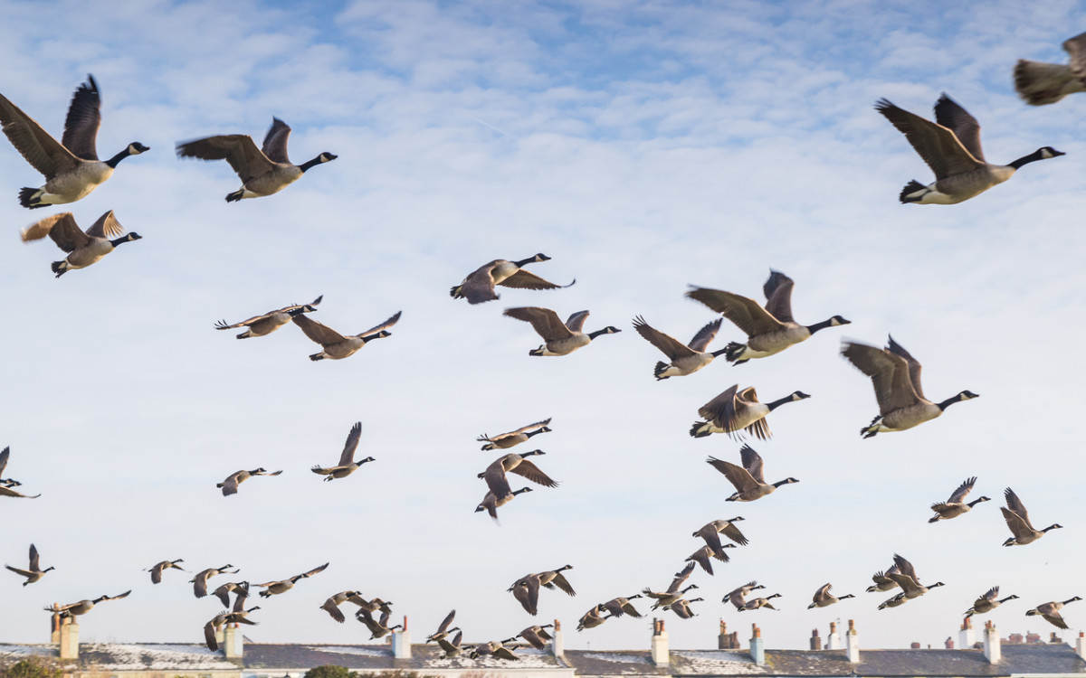 The ultimate list of 125+ cute goose names