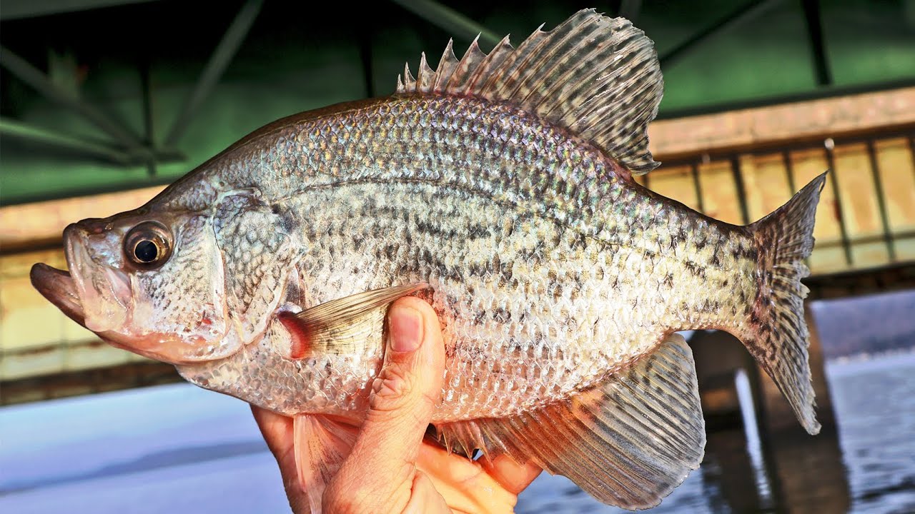 Crappie fishing bridges for bigger slabs