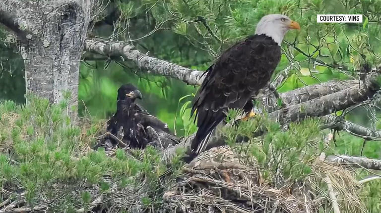 Bald eagle lays egg at VINS in Quechee