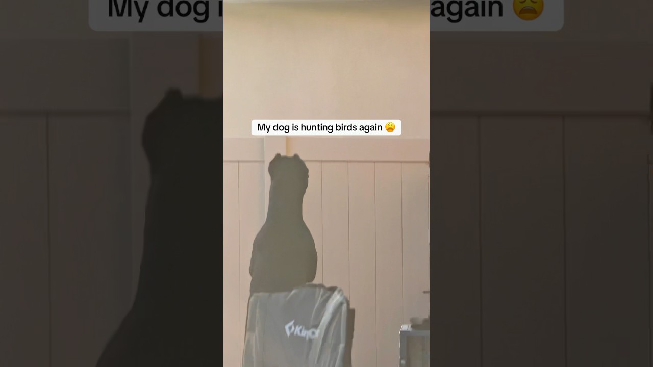 Massive cane corso dog won't stop hunting birds