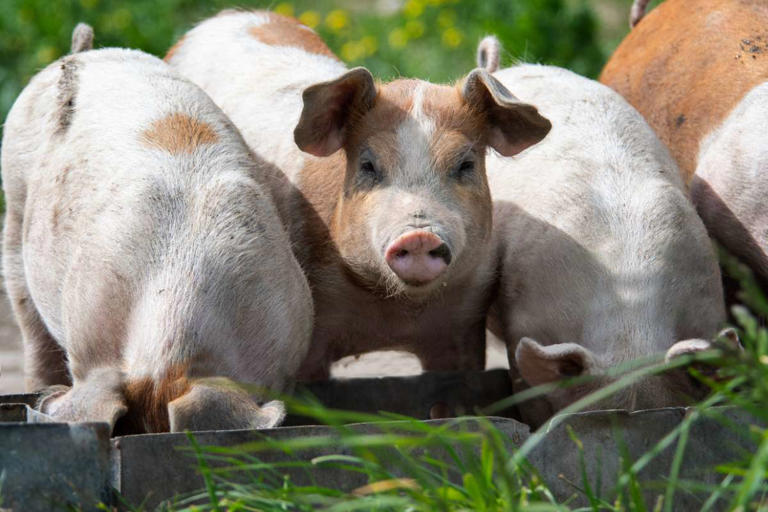 Ce que les grognements du cochon révèlent sur son intelligence va vous ...