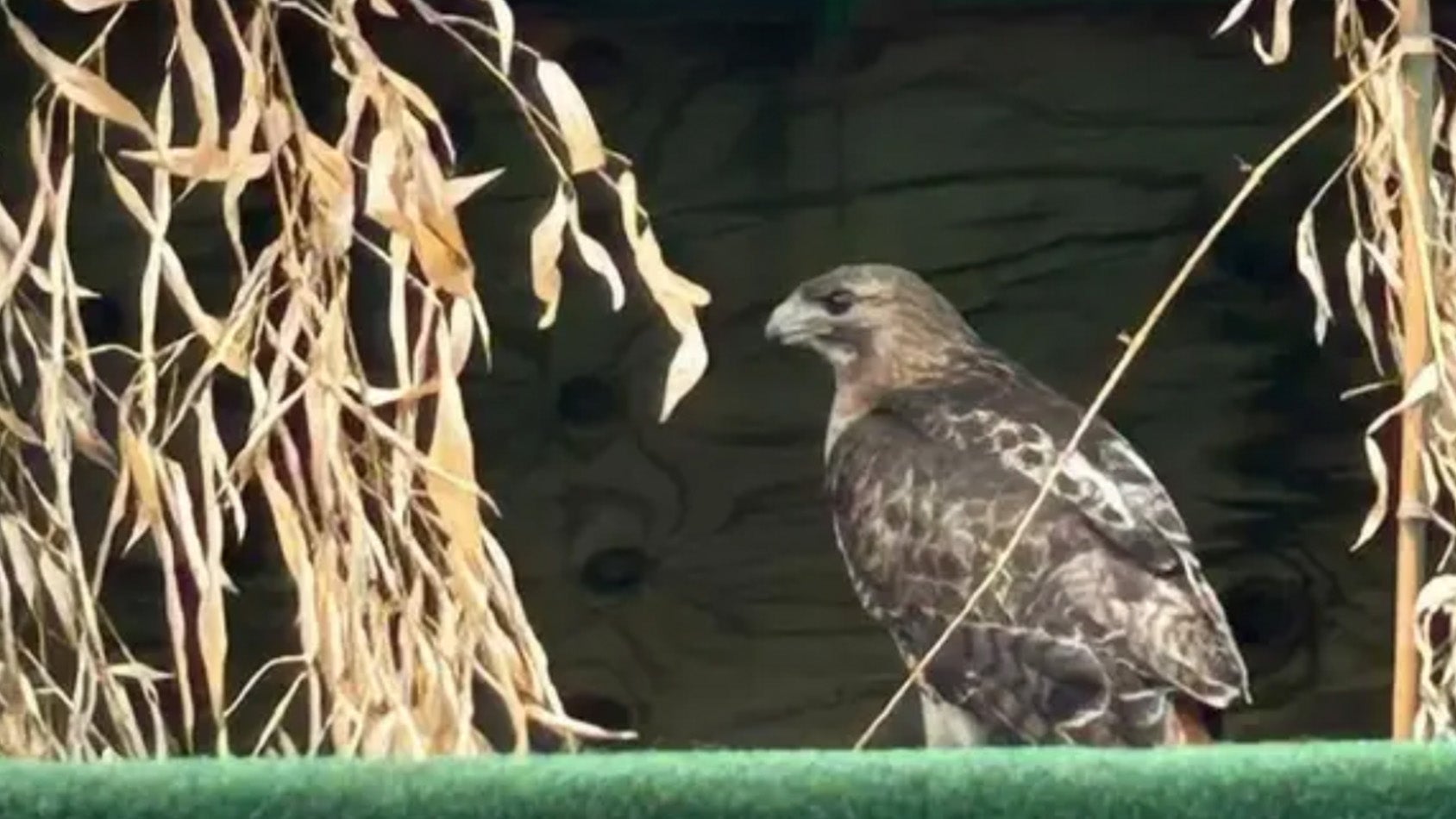 Hurt hawk shows signs of 'feisty' recovery at Pennsylvania wildlife center