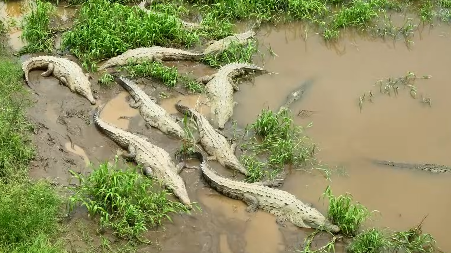 1.000 soldati entrano nella palude - pochi secondi dopo, i coccodrilli ...