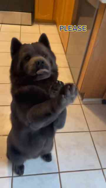 The funny reason this dog chooses ham over everything