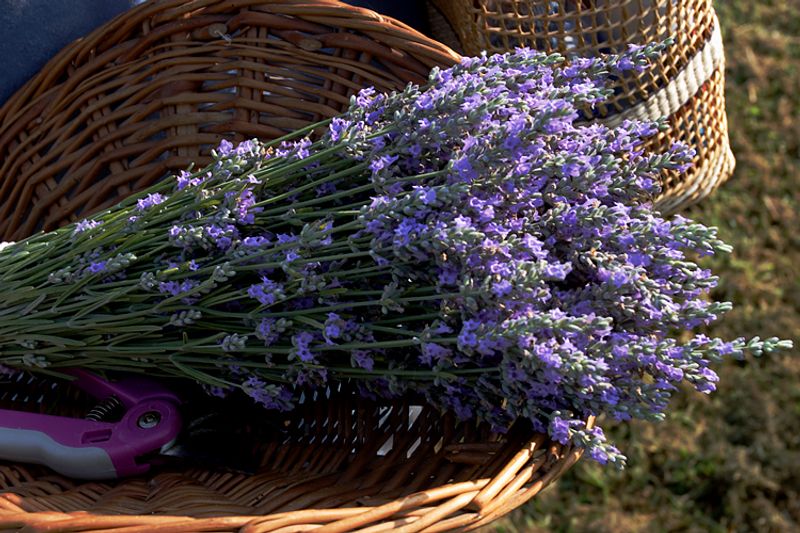 This Hill Country lavender farm in Texas feels straight out of rural France
