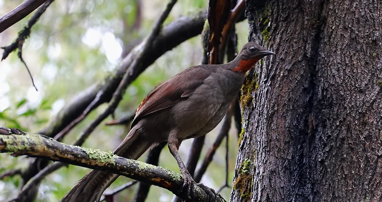 Watch what happens when a lyrebird copies dozens of species in a single ...