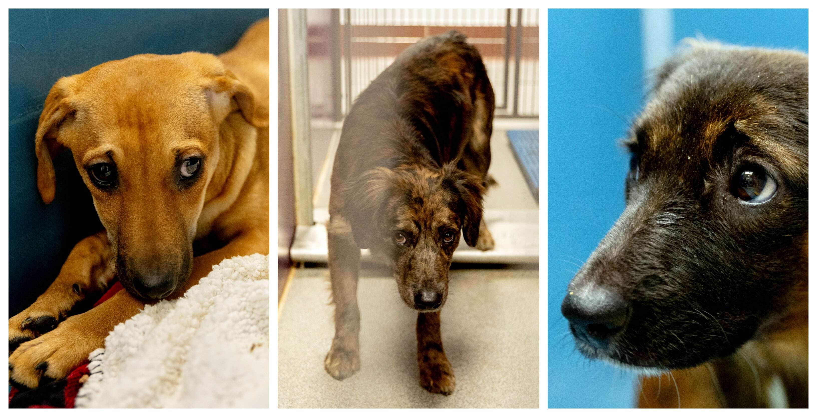 Second suspect arrested in Flint Township animal cruelty case