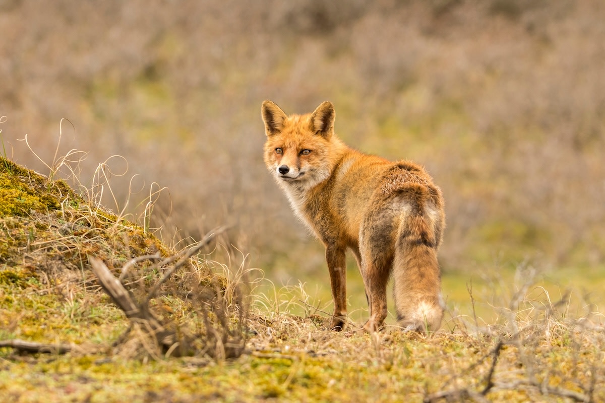 Red fox sneaks onto cargo ship in England and hitches a ride straight ...