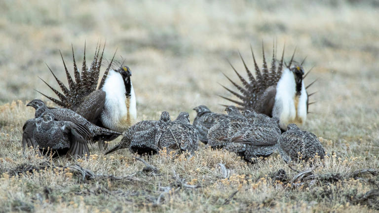 The 10 public lands we’re on the verge of losing