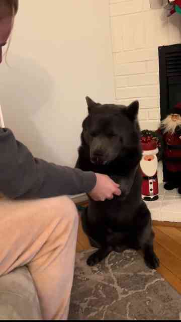 Braxton’s bear pose is so hilarious you have to see it