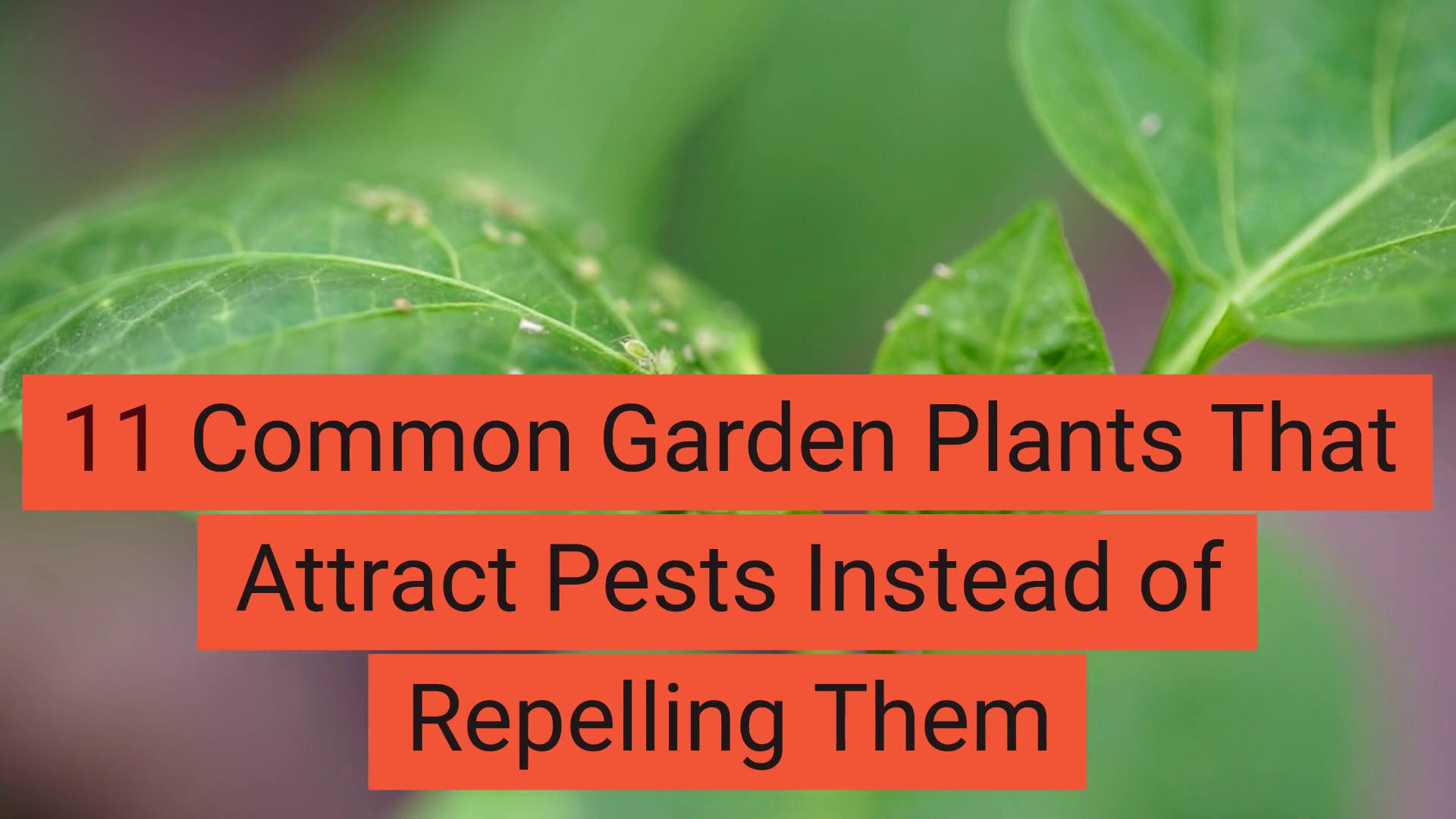 11 common garden plants that attract pests instead of repelling them