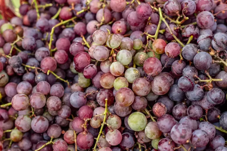 “Non siamo il capro espiatorio della crisi del vino piemontese”. La ...