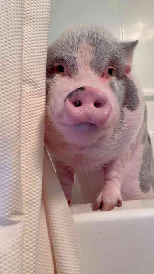 Rainbow the mini pig’s backwards bath fun