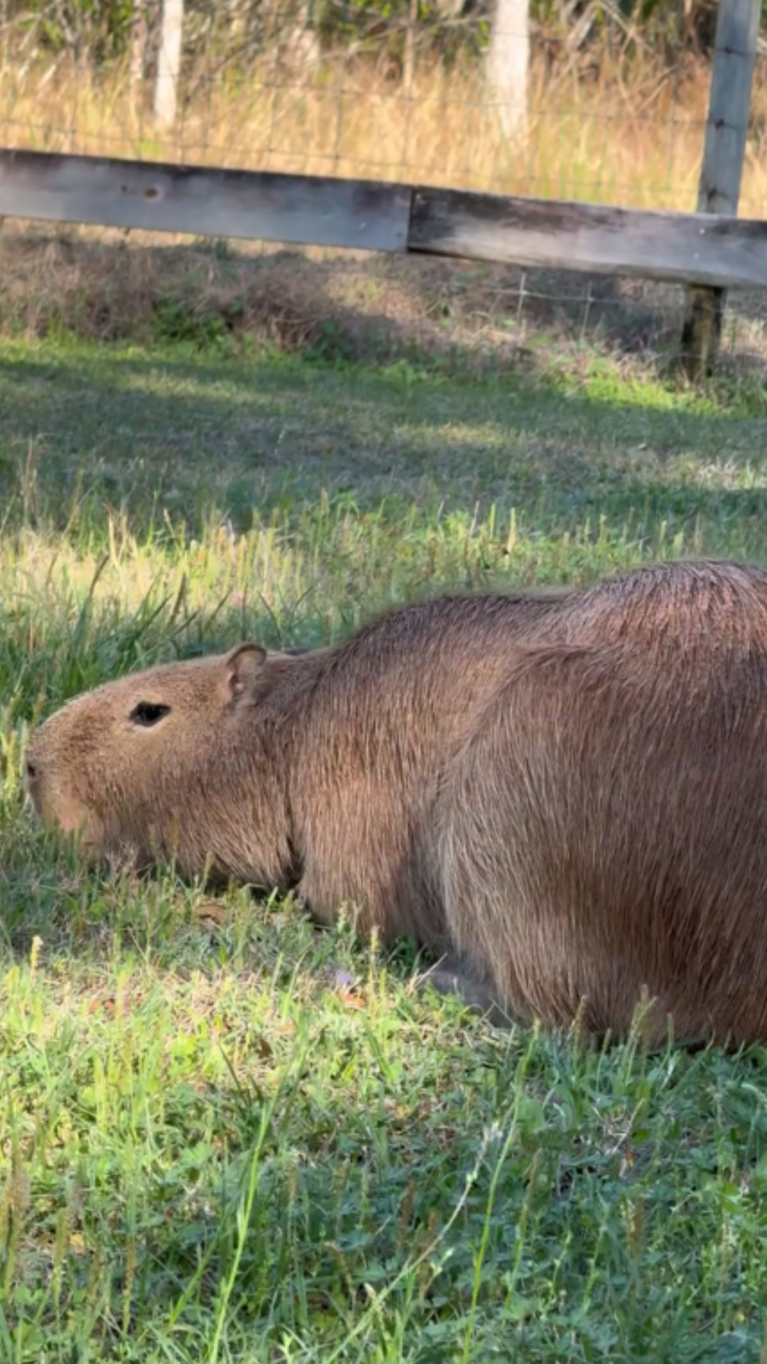Why capybaras, like cheesecake, are so popular online
