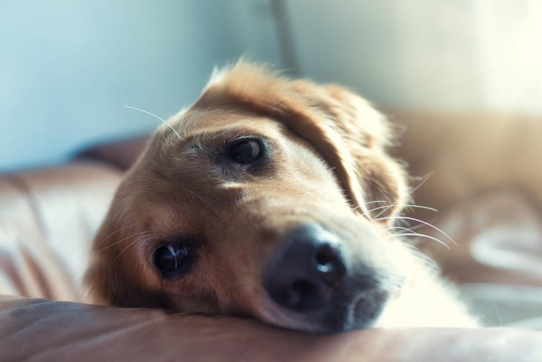 The science behind why dogs can sense when their owners are upset