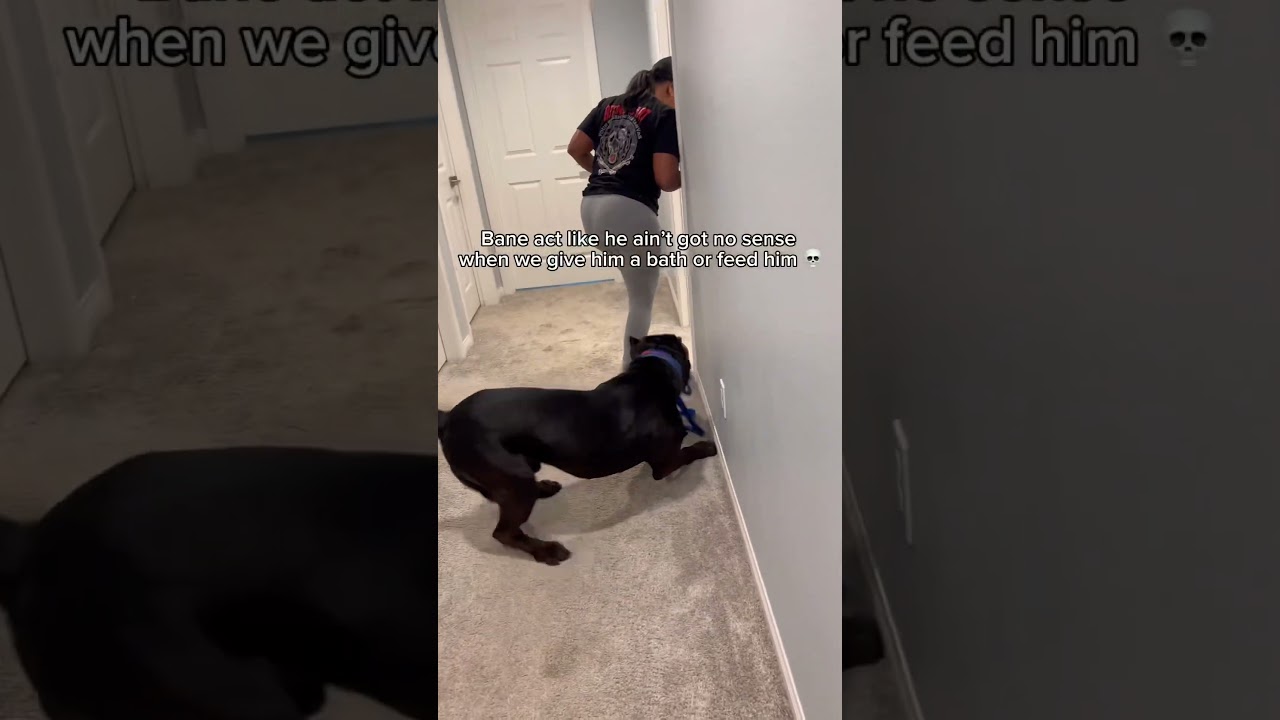 Taming the beast with a massive Cane Corso bubbly bath
