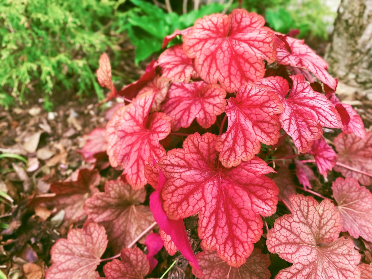15 plants that actually grow under trees (even in dry shade)