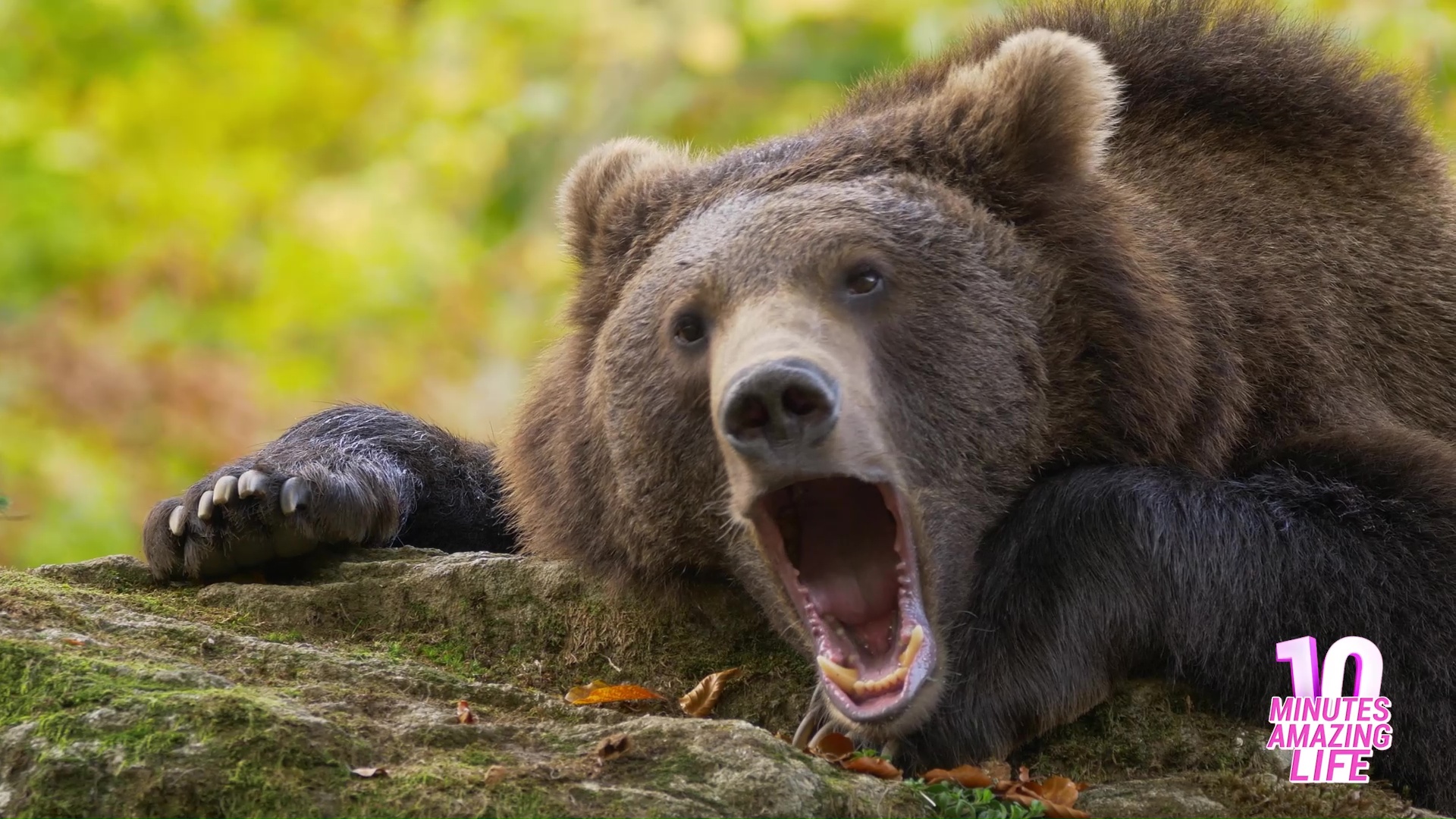Fierce Brown Bear Warning Rivals With A Roar