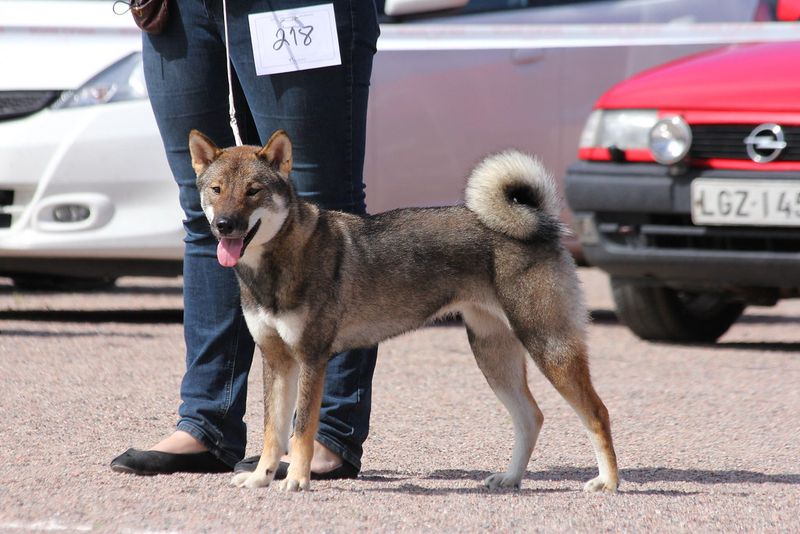 16 dog breeds that bring a completely different kind of charm