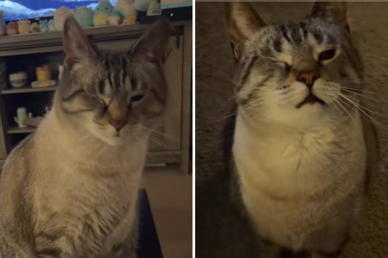 Reason cat pretends to be hurt delights internet