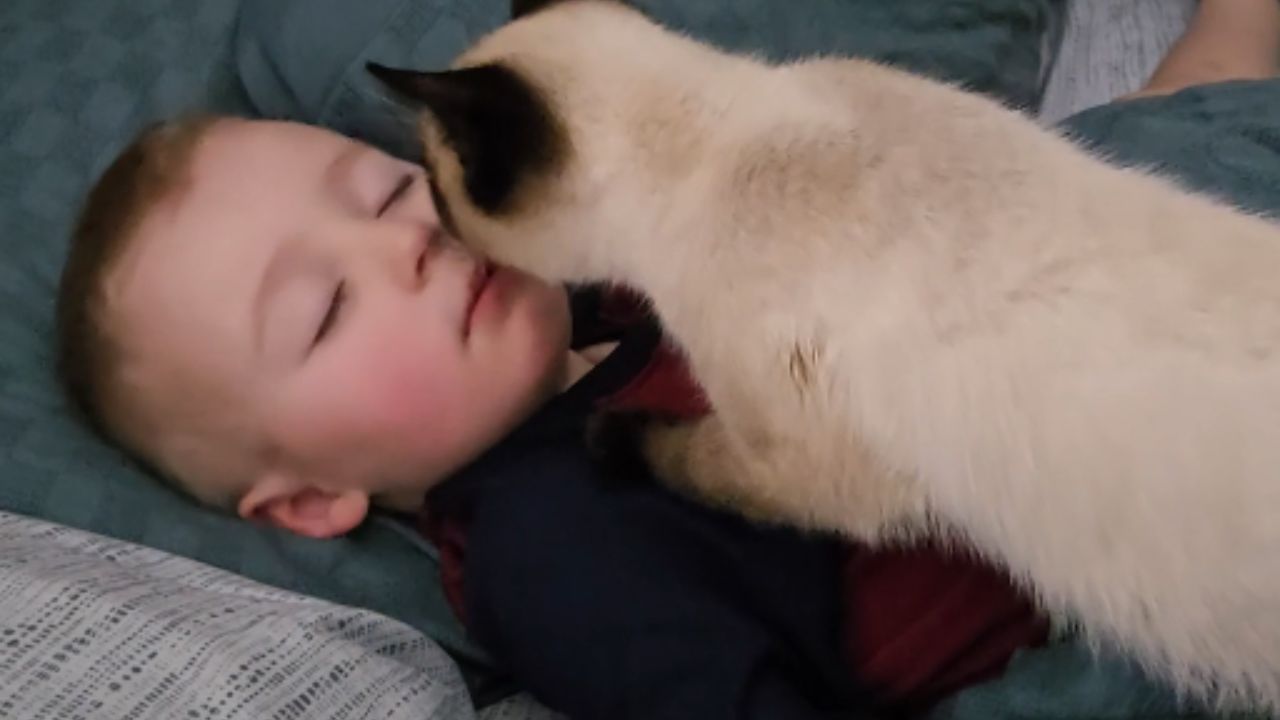 Vigilant cat follows daily duty to wake little boy every morning reliably