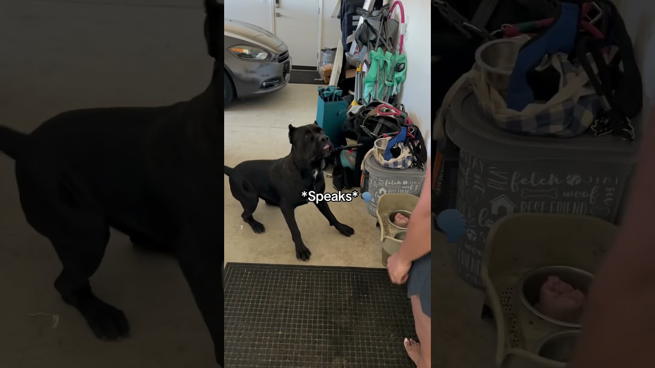 Giant dog is very proud of his special prize