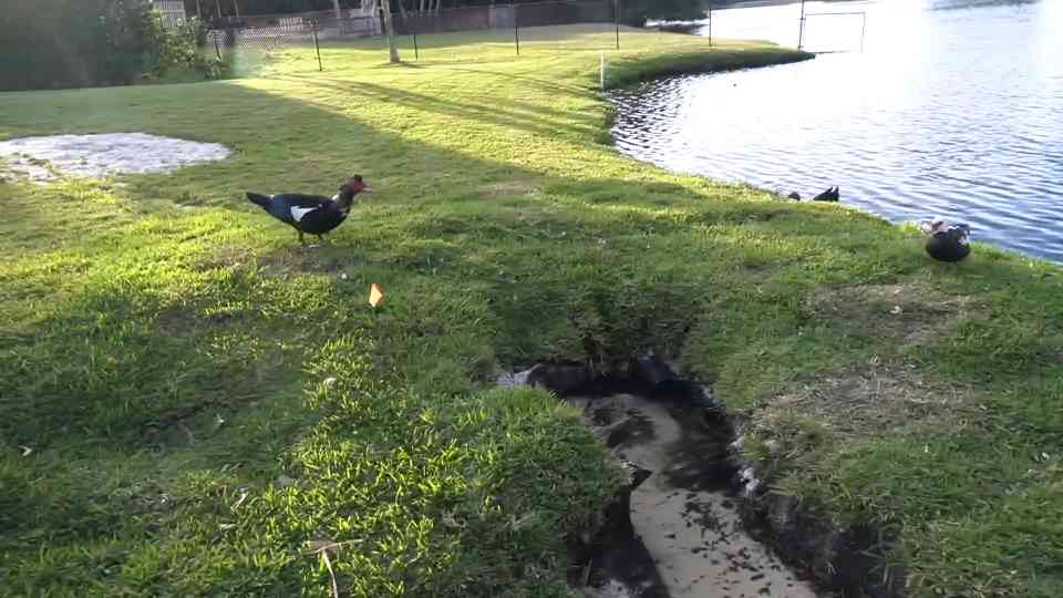 Watch what happens when this backyard turns into a wild ecosystem