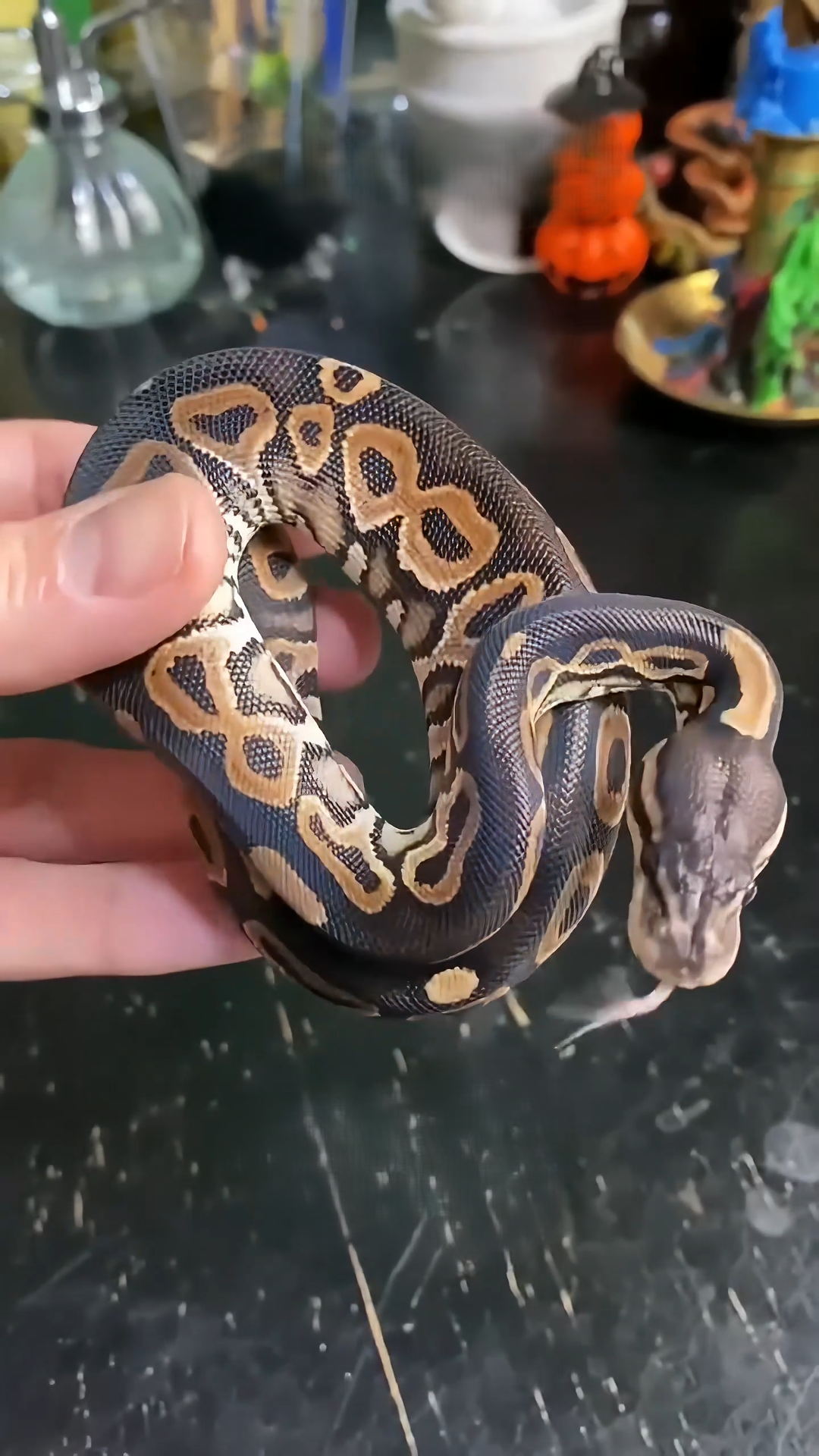 Establish a baby ball python!