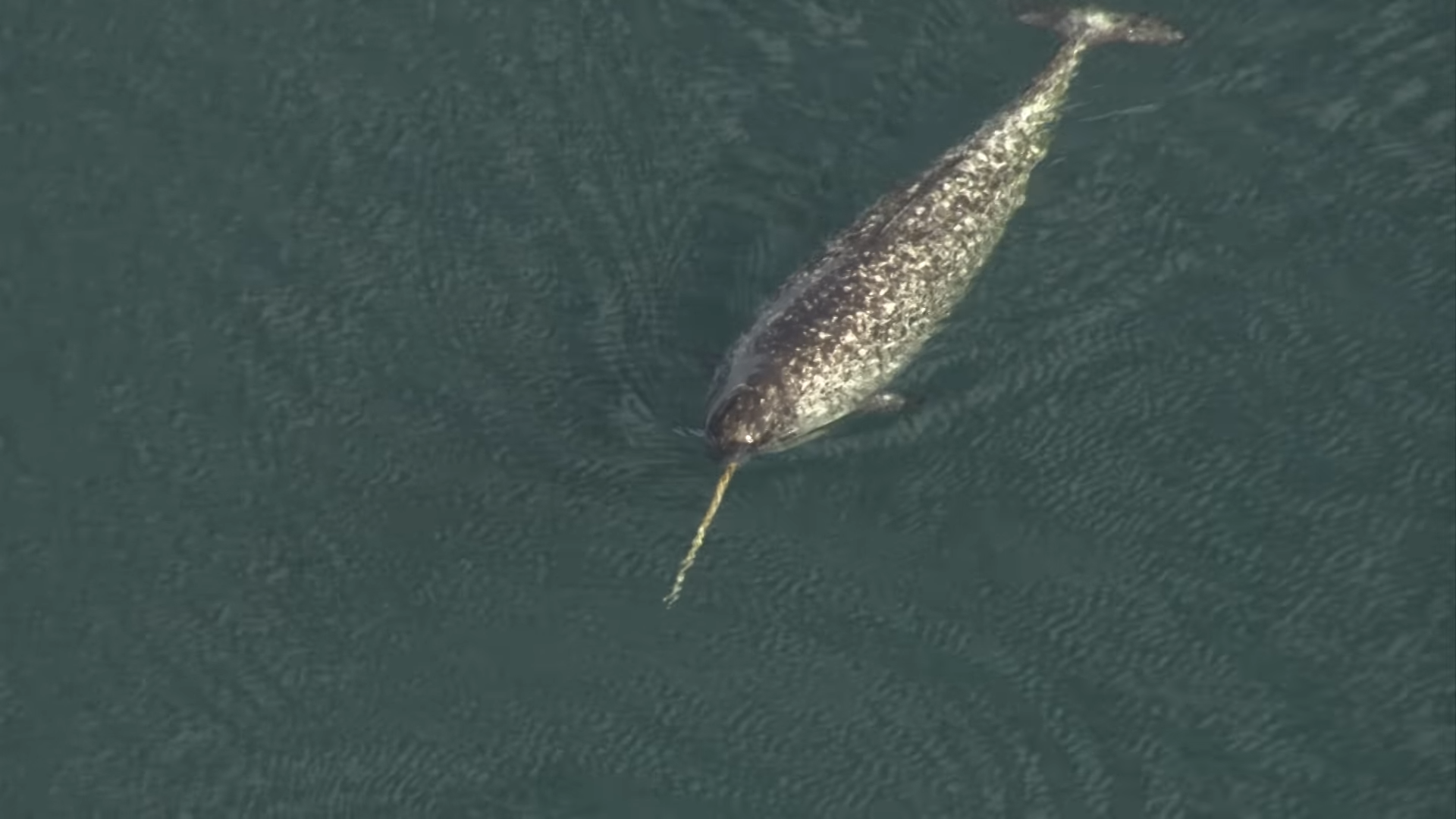 Watch what happens when the Arctic’s most mysterious whale appears