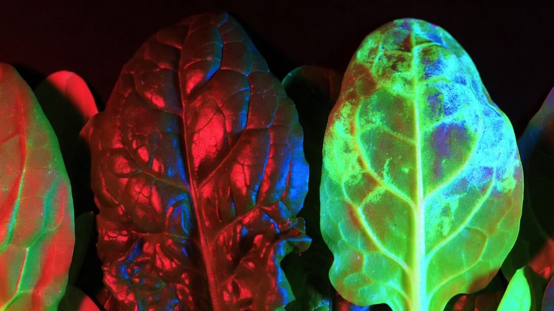 The blue-glow organic purity test